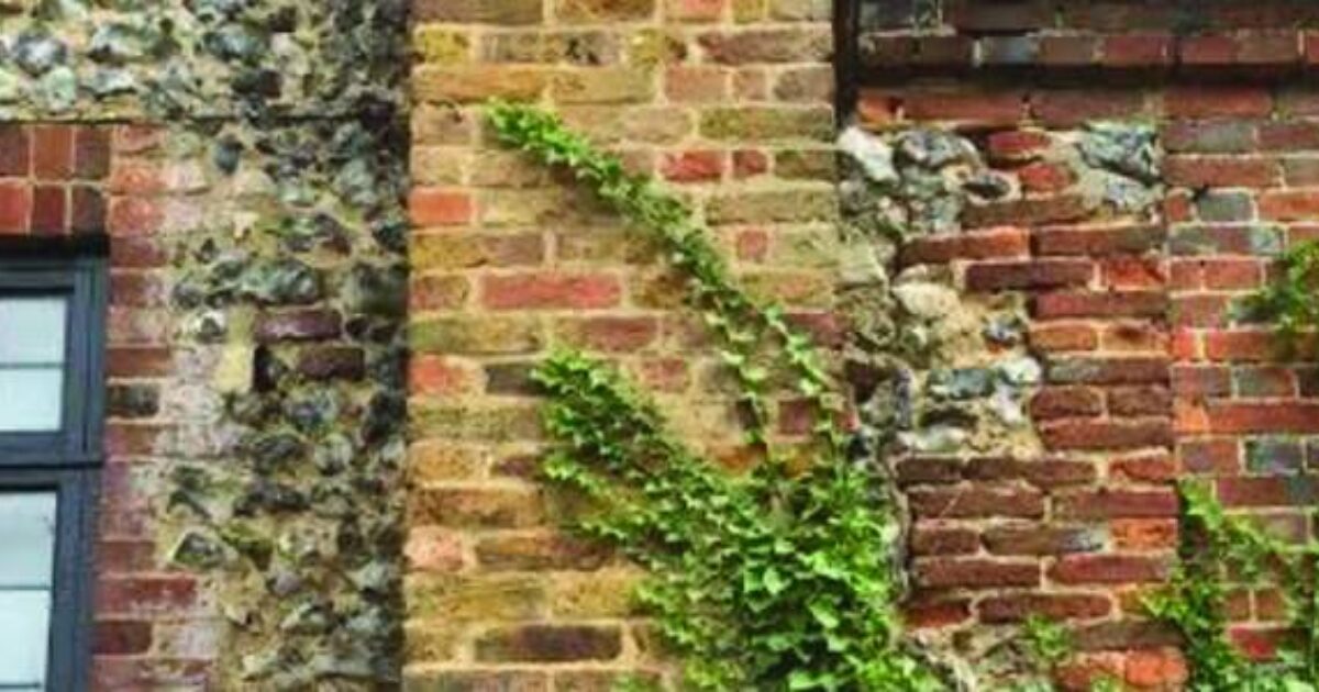 This ivy is poison to your building – Property